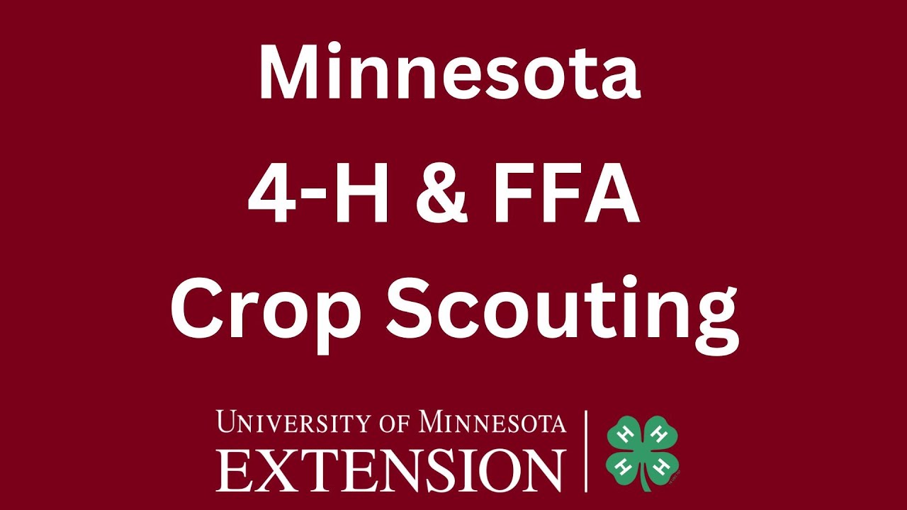 Minnesota 4 H /FFA Crop Scouting - YouTube