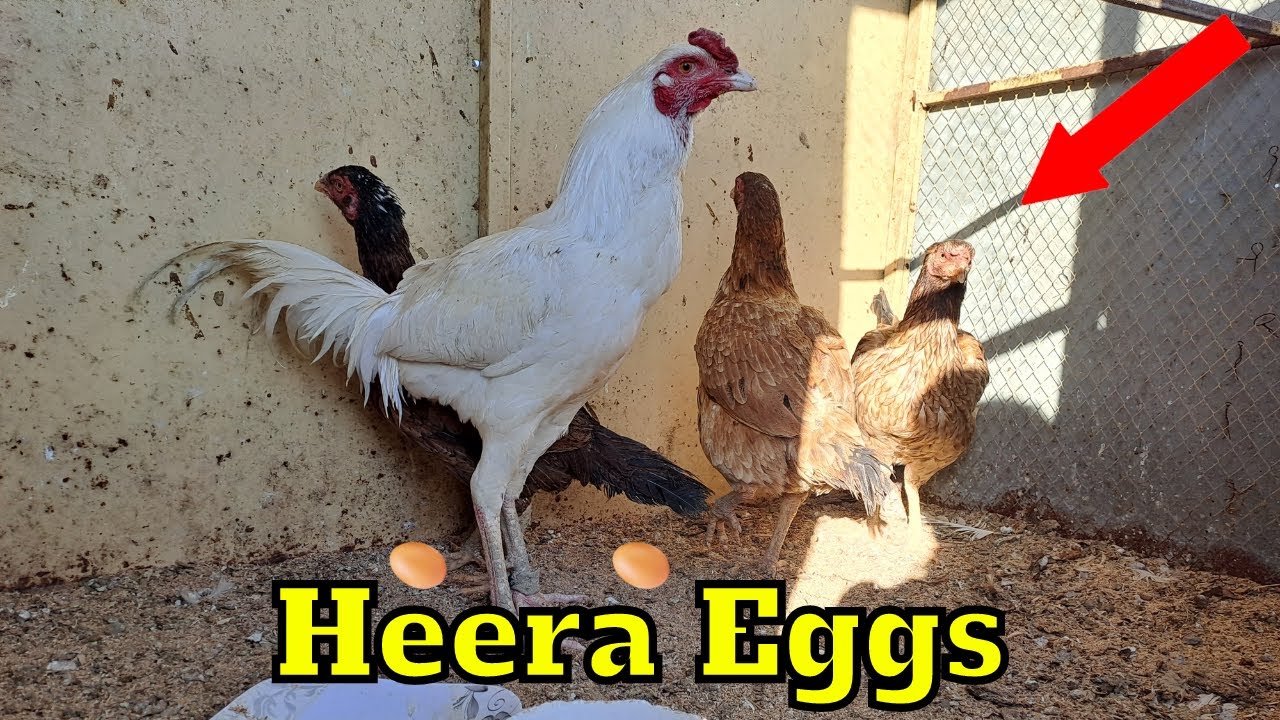 Paper White Heera Aseel Eggs 🥰Top White Heera Rooster - YouTube
