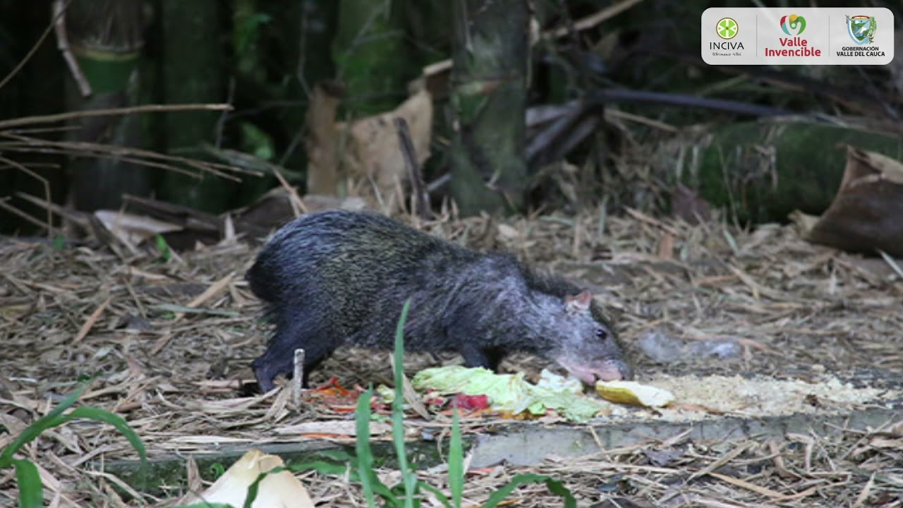 Conoce el Guatín - YouTube