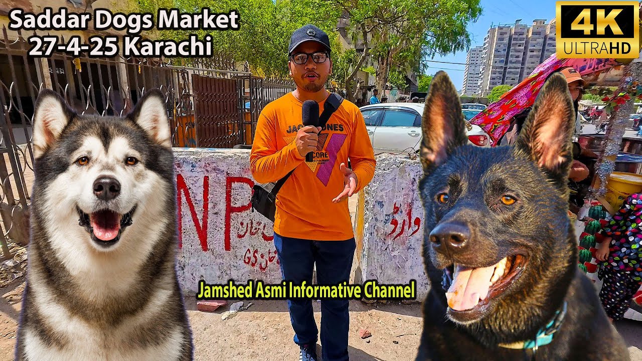 Saddar Exotic Dogs Market 27-4-25 Latest Updates Karachi | German ...