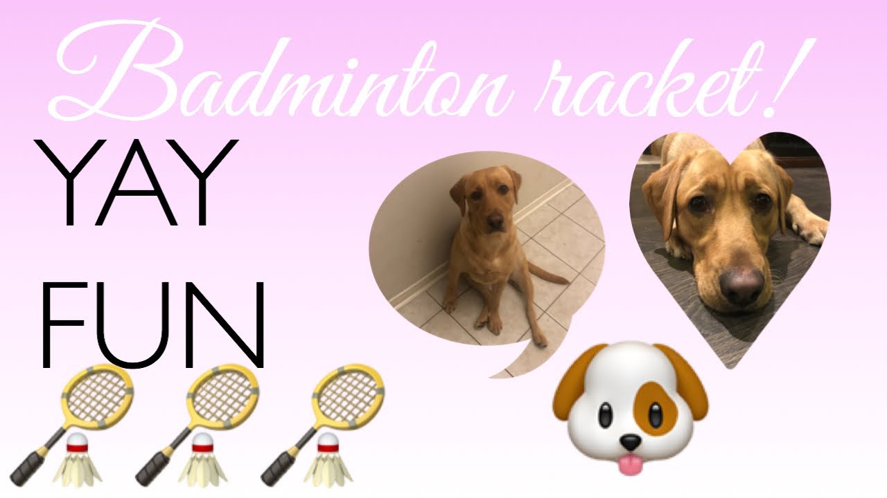 Surprising my dog with a badminton racket - YouTube