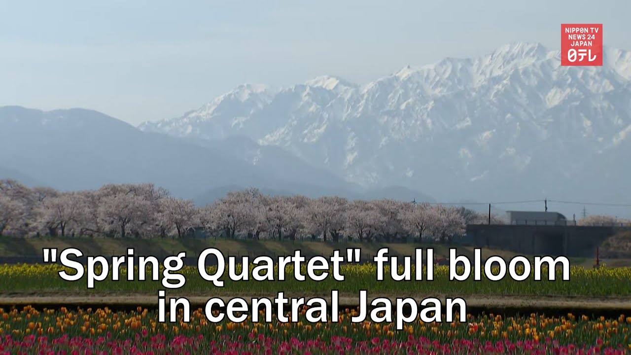"Spring Quartet" full bloom in central Japan - YouTube