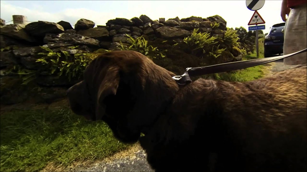 Adore You starring Jake Rowlands - YouTube