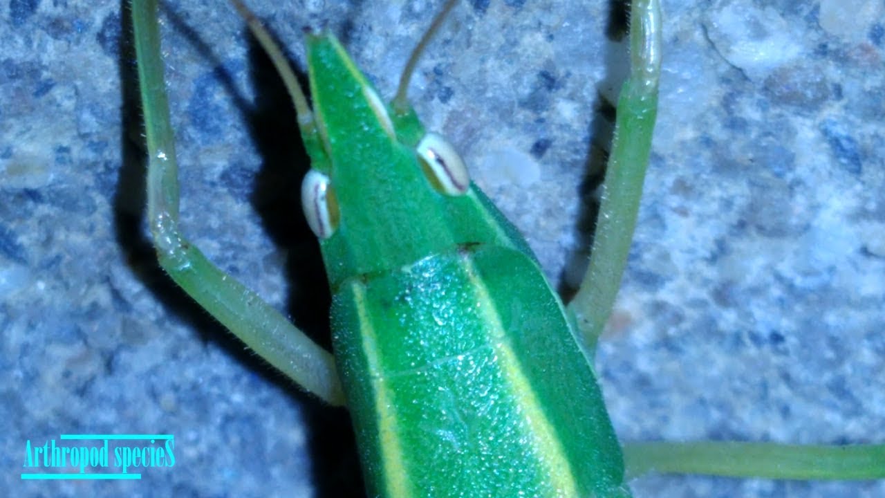 Insect Species - Katydids | Robust Conehead (Neoconocephalus robustus ...