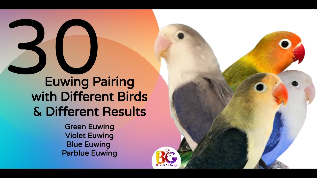 Euwing Mutation Basic Pairing | #Euwing #parblue #greenfischer # ...