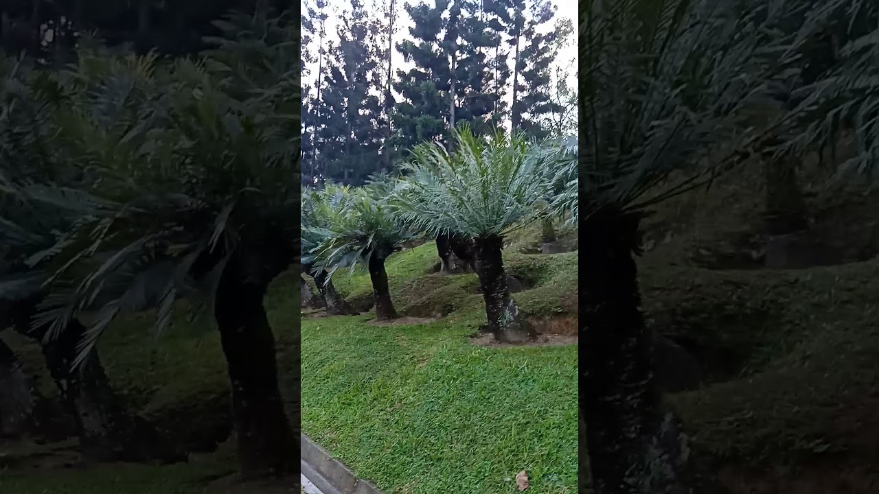 POKOK PAKU GAJAH - TAMAN SAUJANA HIJAU PRESINT 11 - YouTube