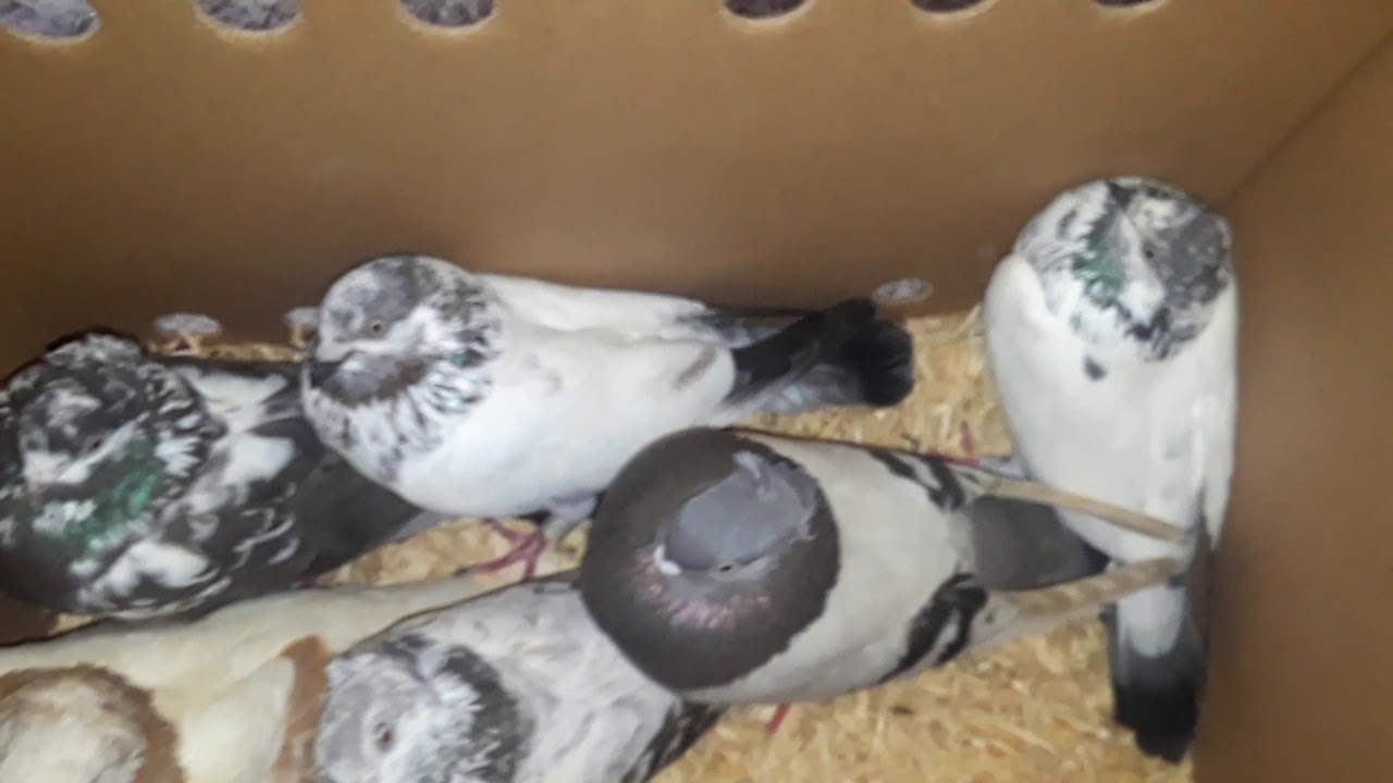 showing Dr J pigeons - YouTube