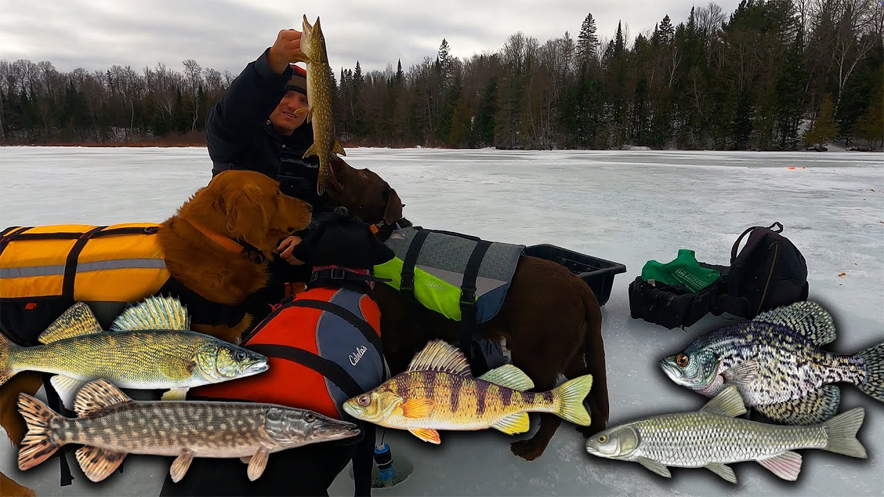 Ice Fishing Adventure: Catching Walleye, Crappie, and More with My Dogs ...
