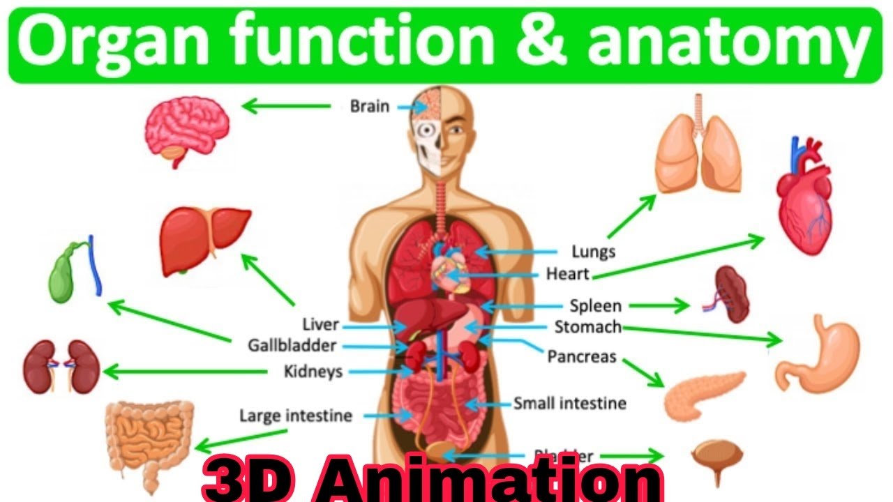 human body organ system animation#3danimation #viralvideo - YouTube