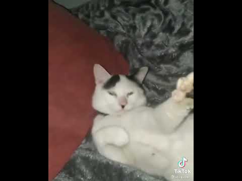 gato hitler - YouTube