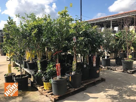 Tropical Fruit Trees for Sale at The Home Depot in Central Florida