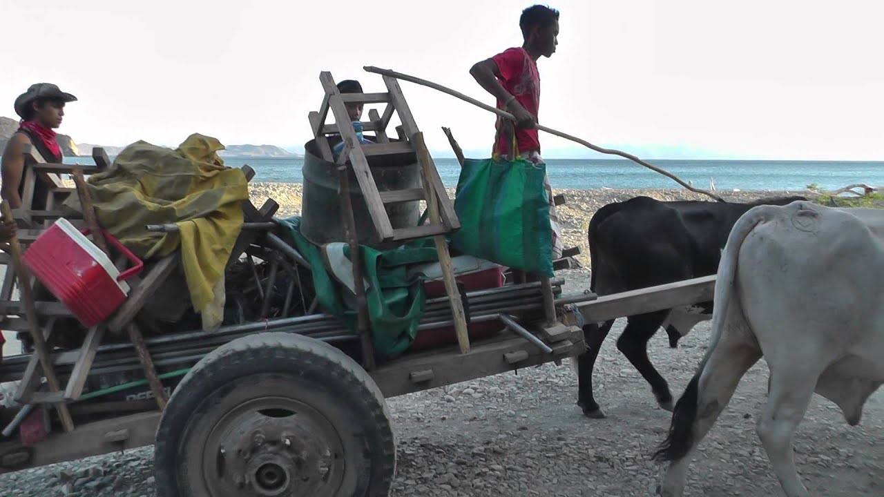 Ox Pulling a cart in Ostional Nicaragua - YouTube