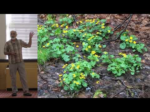 10 Wetland Plants You Can Find in the US: A Beginner's Guide ...