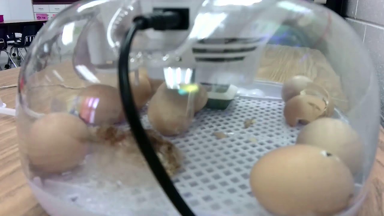 Eggs Hatching - YouTube