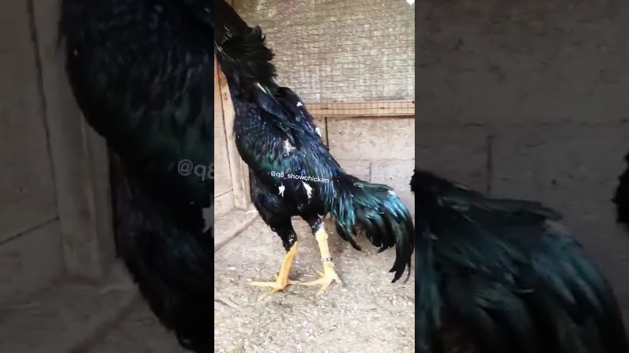 KING SHAMO BREEDERS - YouTube