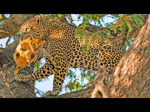 LEOPARD STEALS LION CUB