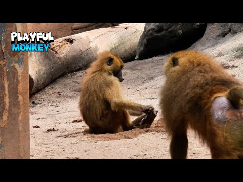 Beautiful Monkey Playing - YouTube