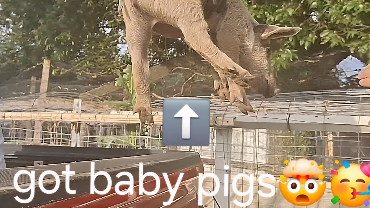 I got pigs! - YouTube