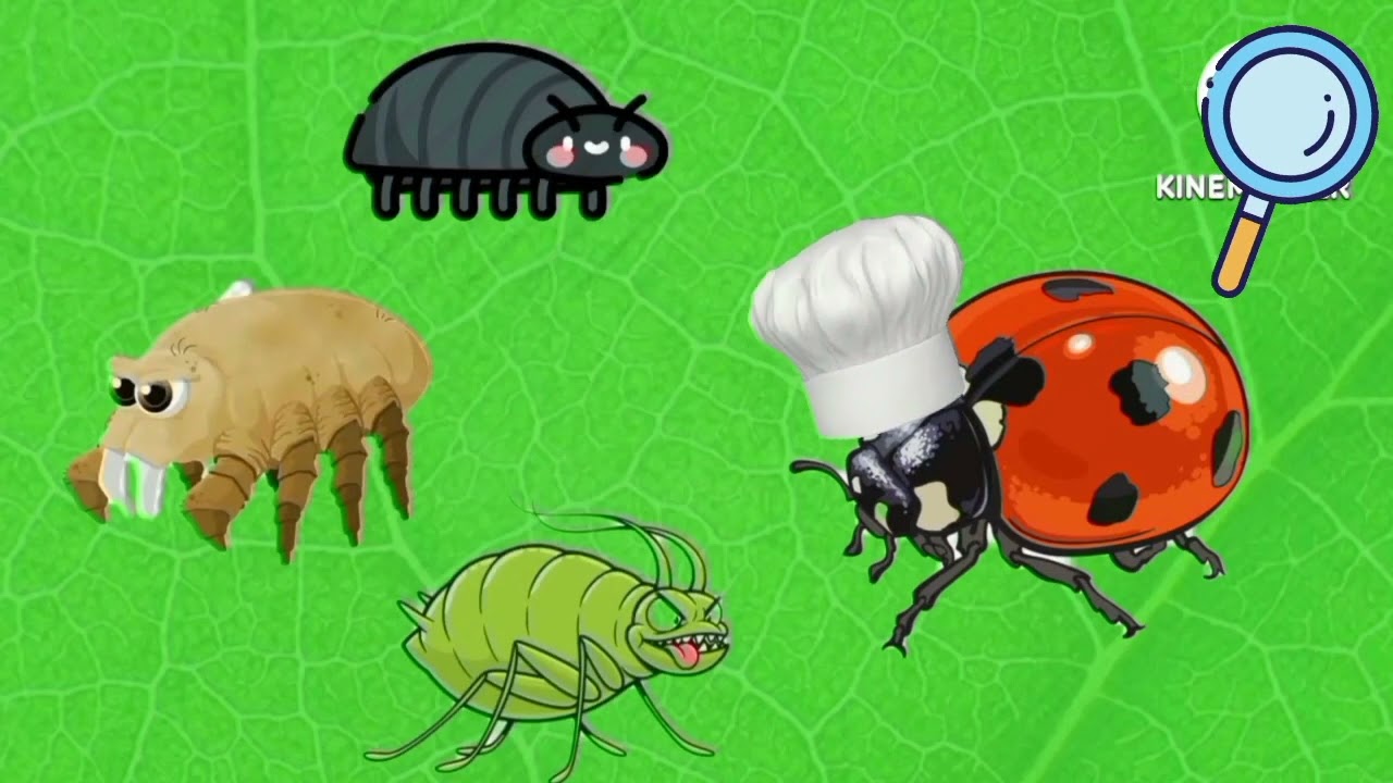 Todo sobre : LA CATARINA 🐞🐞🐞 - YouTube