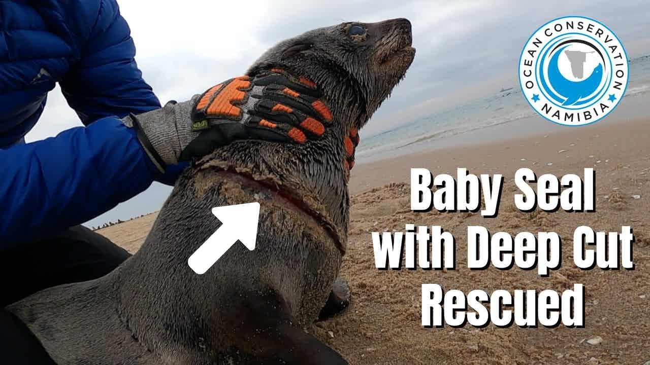 Baby Seal Rescued from Hook and Line - YouTube