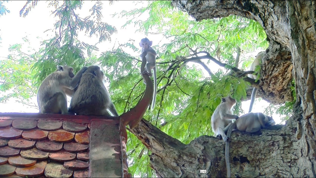 Playful Baby Monkeys on Tree - Fascinating Primate Family Dynamics ...