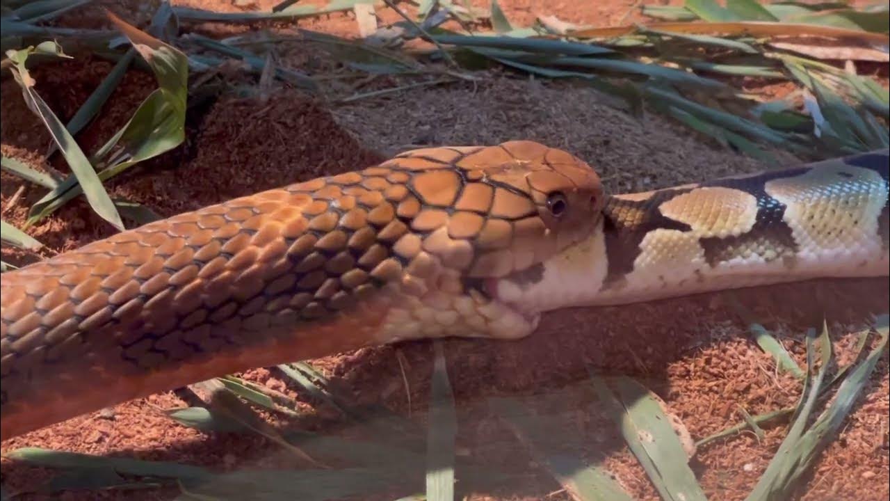 KING COBRA EATS PYTHON!!! ( King Cobra Feeding ) - YouTube