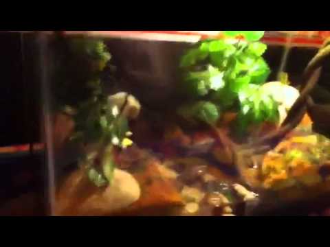 White's tree frog 10 gal tank setup - YouTube