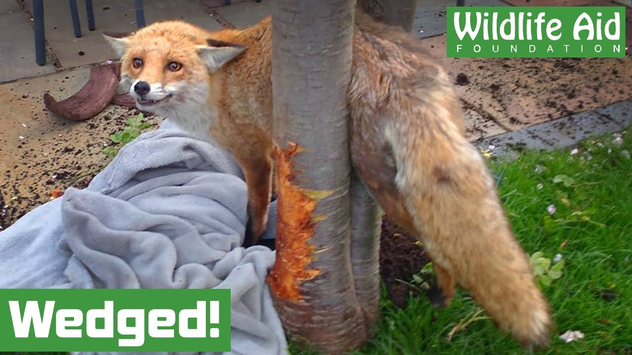 How did a FOX get wedged in a tree?! - YouTube