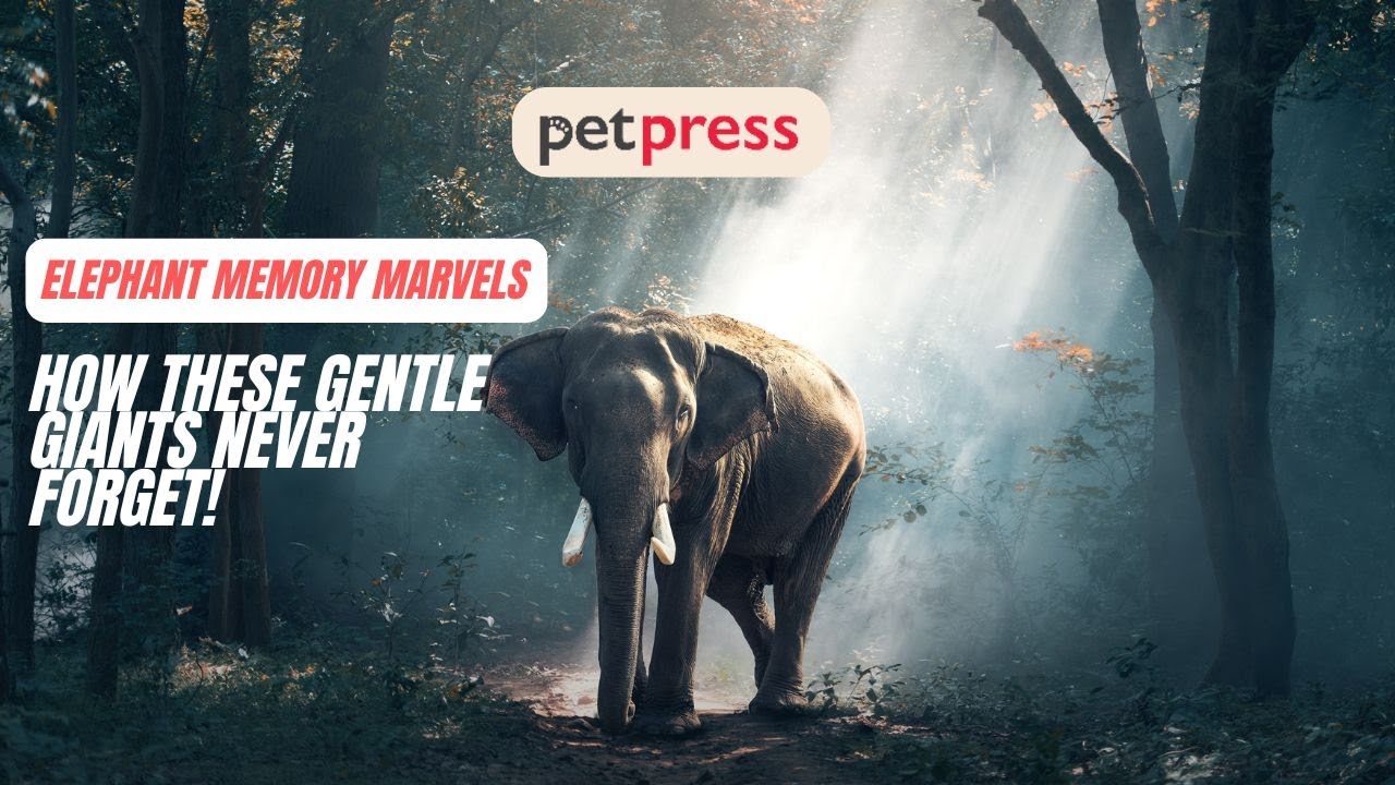Fact About Elephant Memory Marvels: How These Gentle Giants Never ...