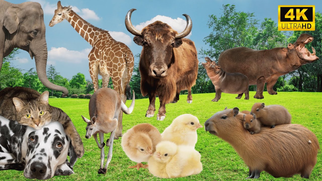 Amazing Farm Animals: Elephant, Giraffe, Cow, Hippo, Cat, Dog, Chicken ...