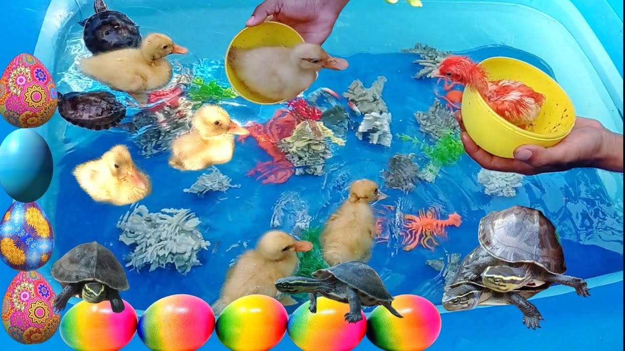 flock of cute ducks and chickens playing in the pool with lots of sea ...