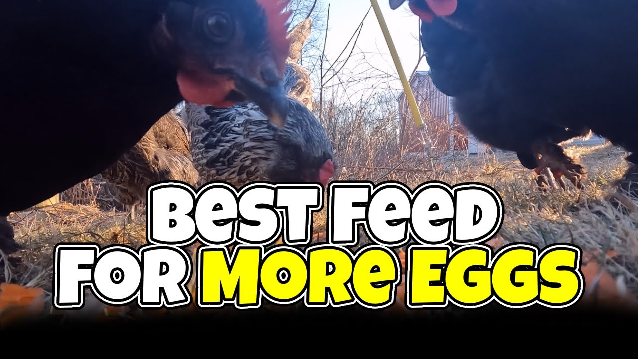 What is the BEST Feed For Egg Layer Chickens (Ultimate Chicken Guide ...