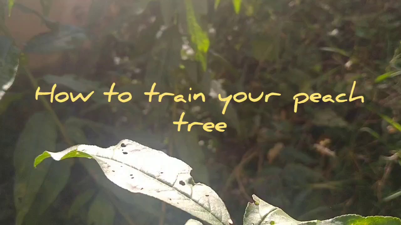 how to train your 🍑 peach tree _ - YouTube