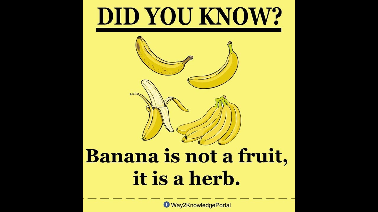 Some Amazing Facts YouTube some-amazing-facts-youtube