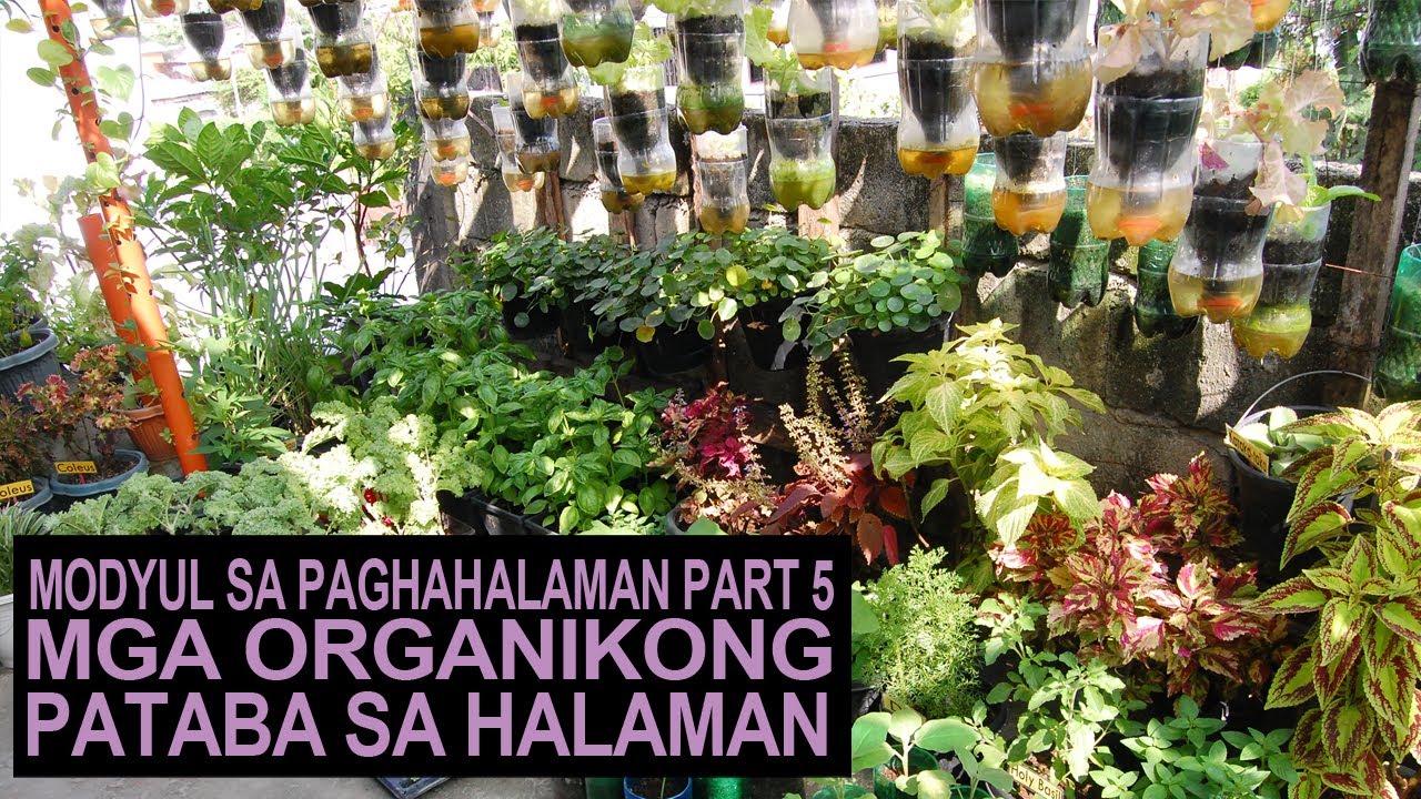 Part 5 I Mga Organikong Pataba Sa Halaman I Modyul Sa Paghahalaman ...