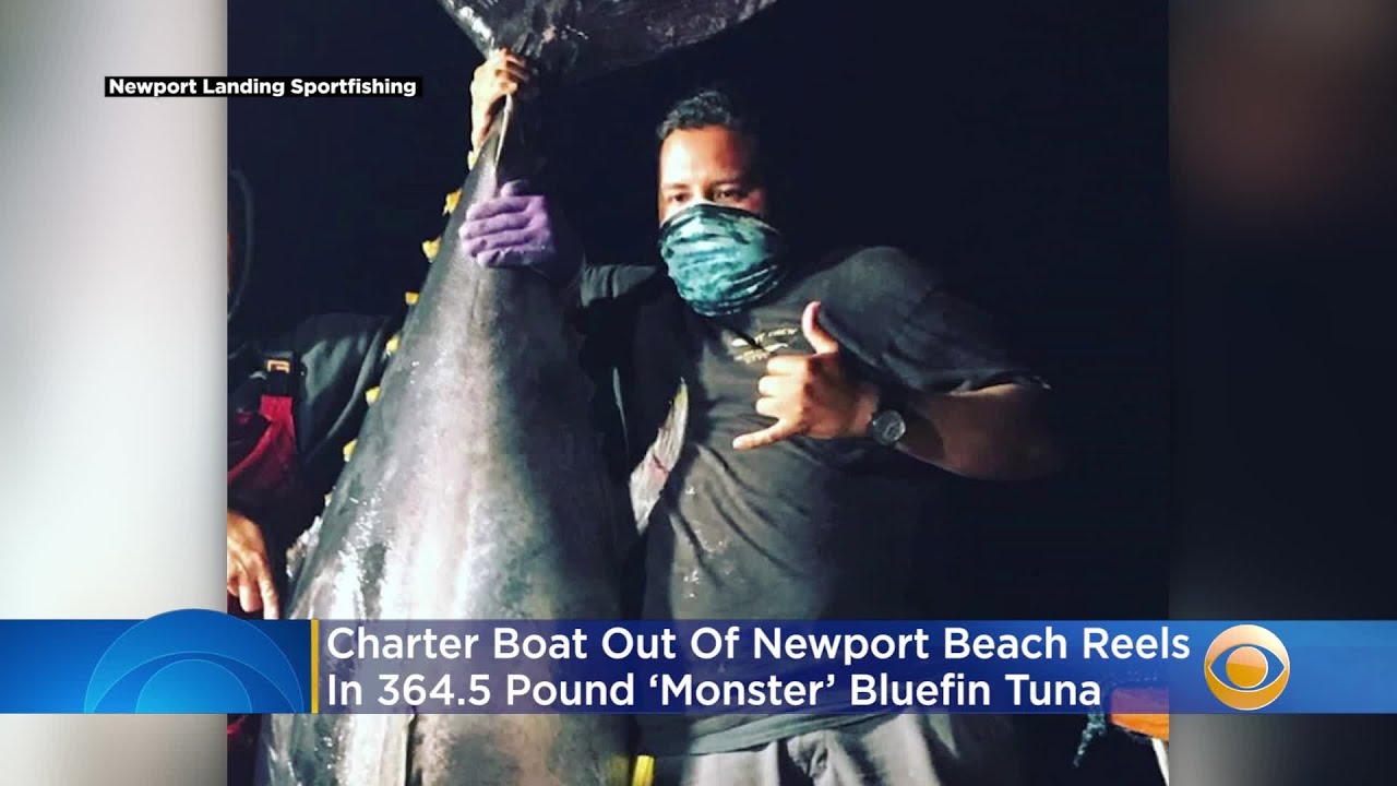 Charter Boat Out Of Newport Beach Reels In ‘Monster’ Bluefin Tuna ...