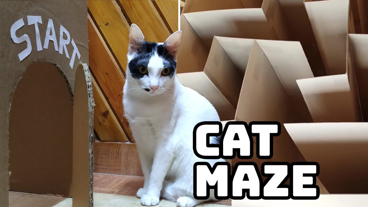 Giant Cat Maze - Will Finish the Maze? - YouTube