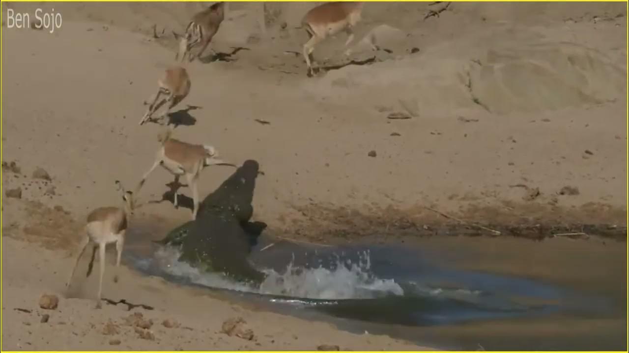 Ruthless Crocodile Attacks - YouTube