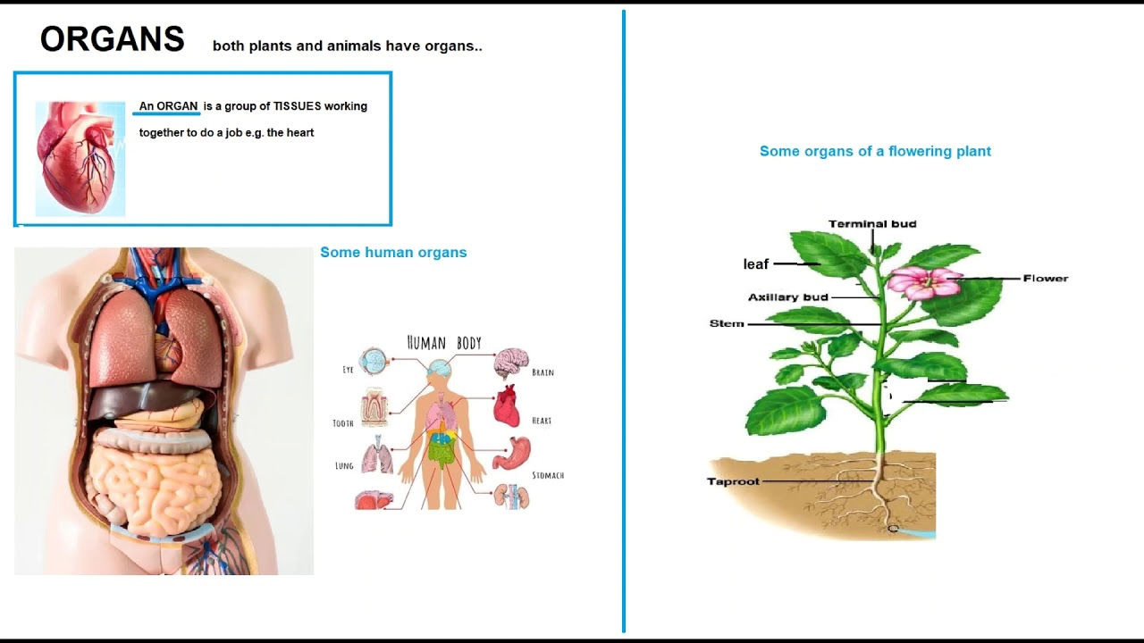 Organelles, cells, tissues, organs, organ systems and organisms - YouTube