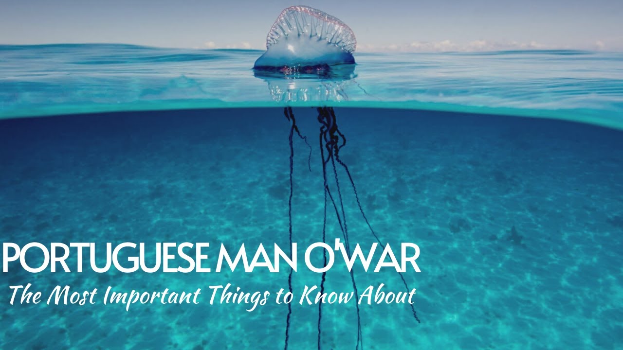 Top things to know about Portuguese Man O'War - YouTube