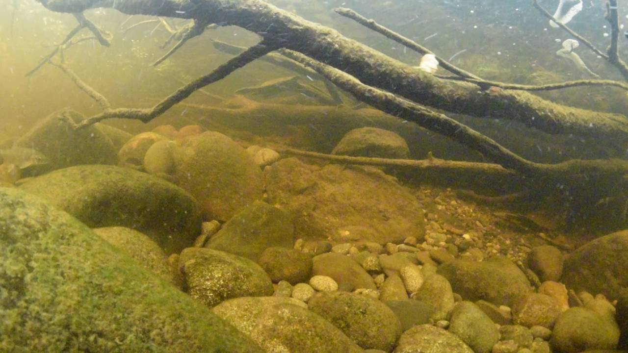Round Whitefish Benthic Feeding in Panguingue Creek - YouTube