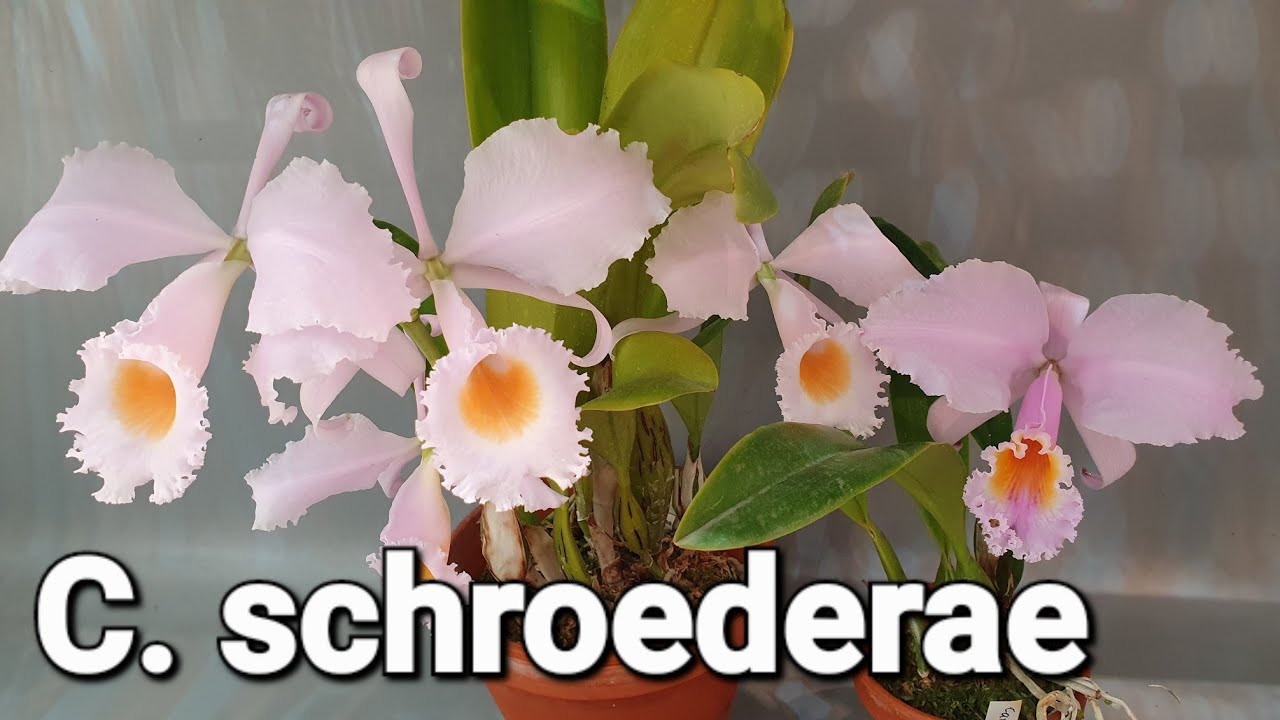 Cattleya schroederae (카틀레야 슈레데레) - YouTube