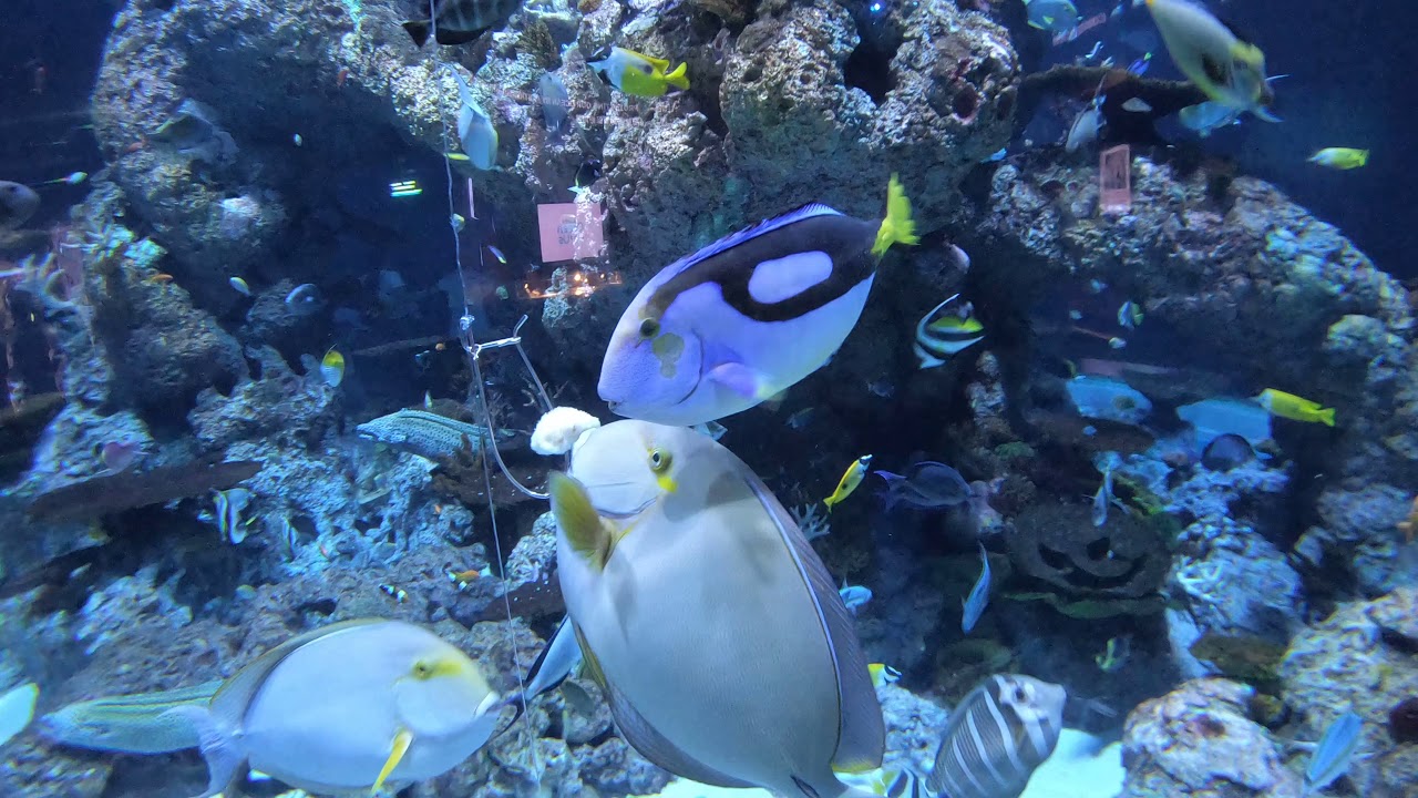 fish in sea equilibrium - YouTube