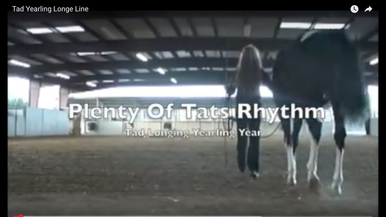 Tad Yearling Longe Line - YouTube