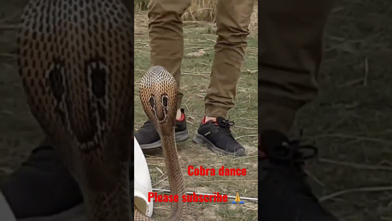 cobra snake dance video #short #shorts #cobra - YouTube