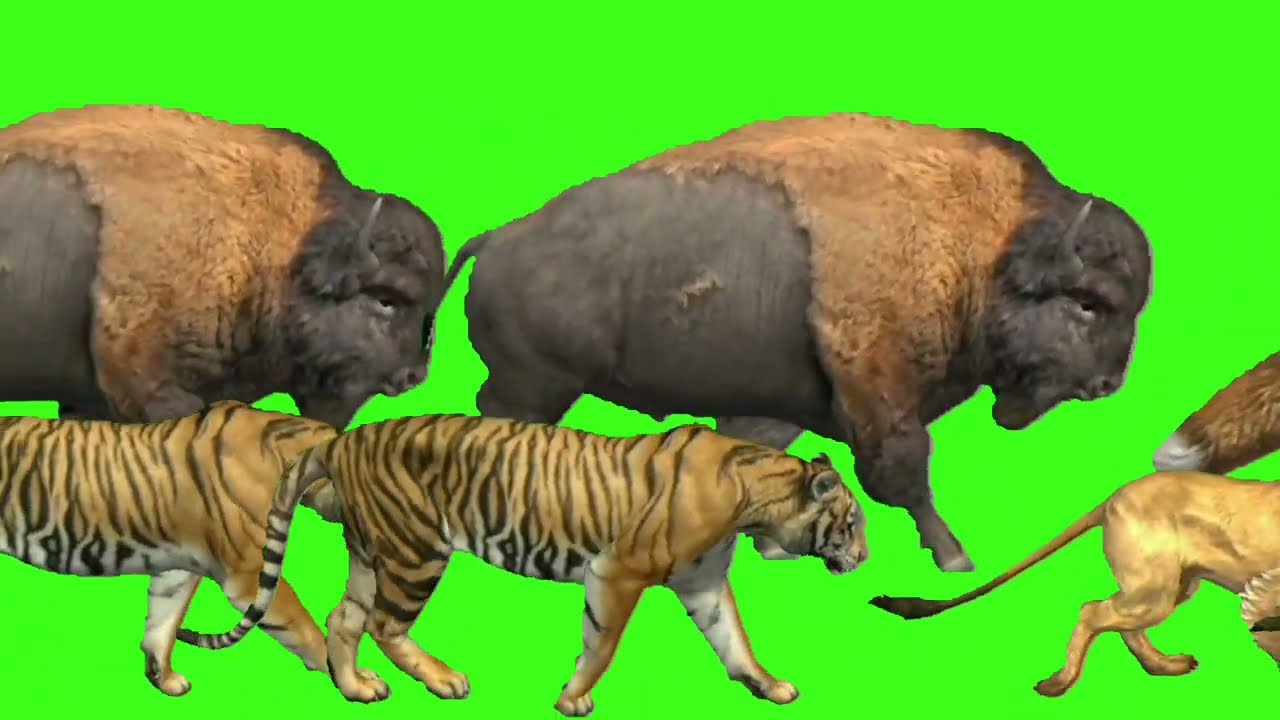 Animal List: Animals Running on Green screen | Animals stampede green ...