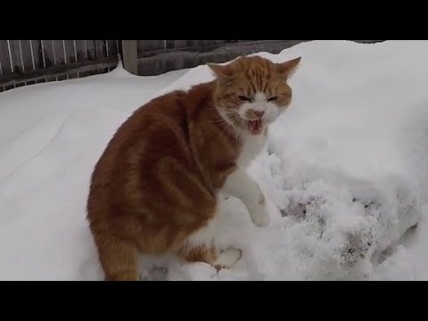 ATTACKED!!! BY GINGER MURDER CAT!!!!!!! - YouTube