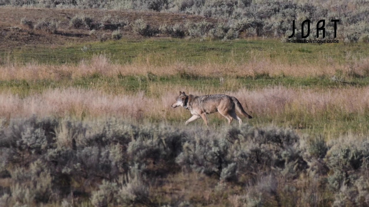 A wolf on the move - YouTube