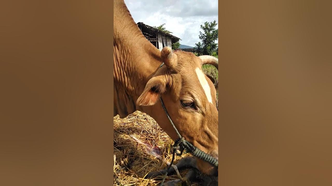 simental super!! proses melahirkan anak sapi simental bakalan 1 ton up pedet jantan - YouTube