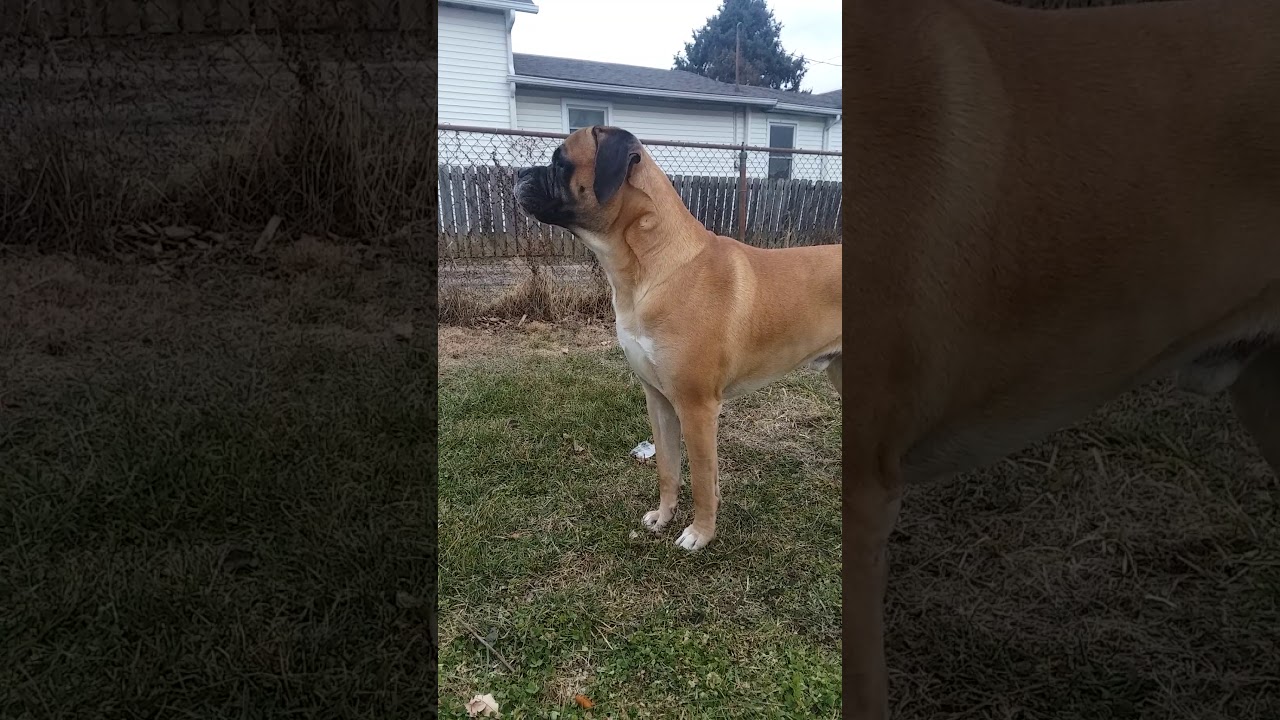My Mastiff barking at strangers - YouTube
